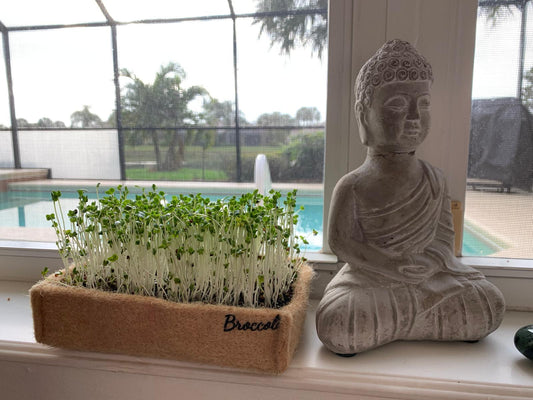 Jute Gardens Microgreen Kits, Vertical Gardens and Grow Pots