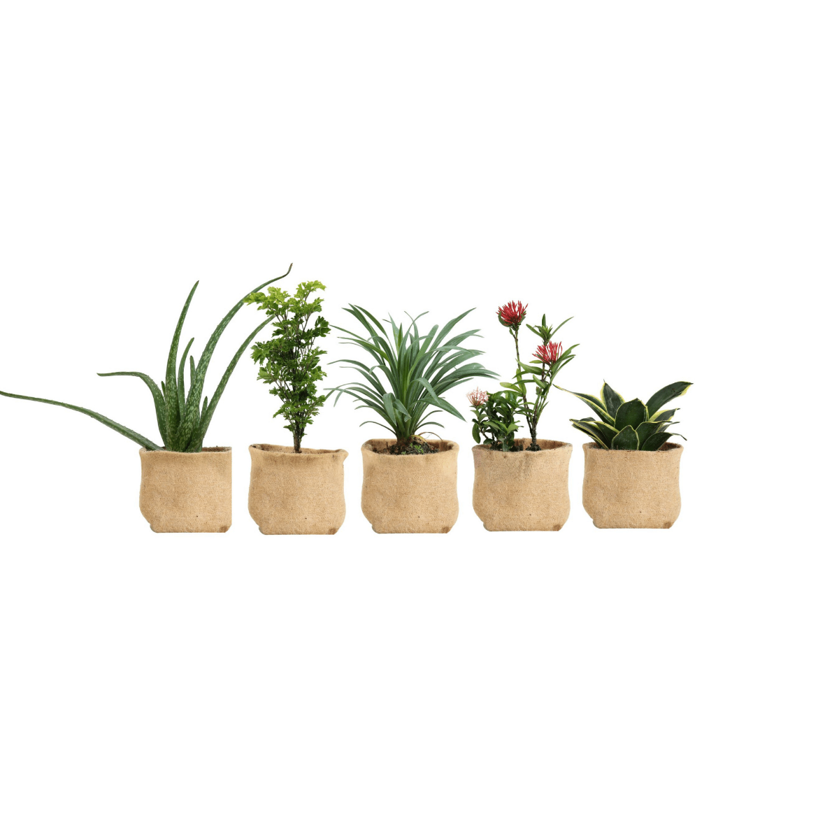 Jute Gardens 5-Pack 1-Gallon Jute Fiber Grow Pots – Biodegradable, Eco
